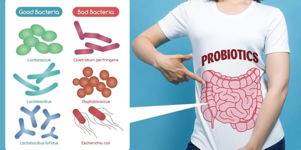 Probiotic Benefits: What You Need To Know - Intelligent Labs