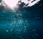 Ultra Pure Omega-3 Fish Oil - Intelligent Labs